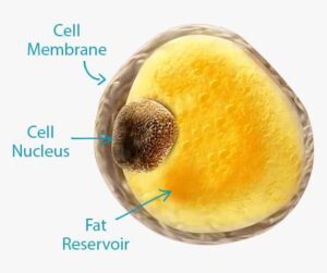 Bodcor's Fat Cell Shrinking Technology | How It Works