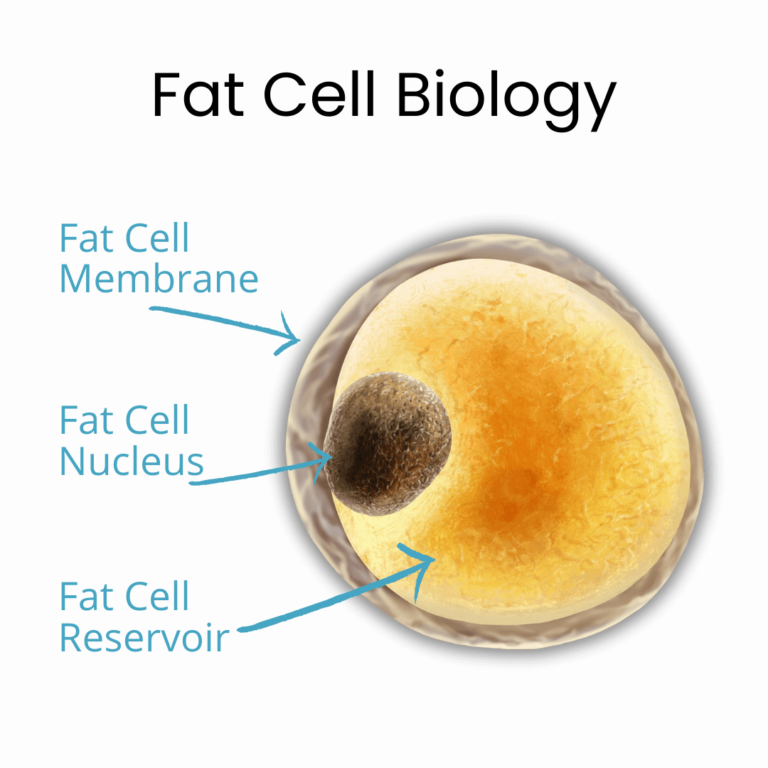 Bodcor's Fat Cell Shrinking Technology | How It Works